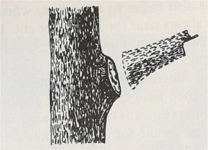 What is ISA Standard Pruning? - Grow Tree Care